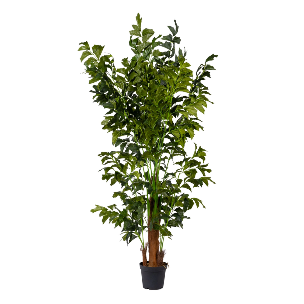 7’ Fishtail Palm – The Black Brick Co, LLC